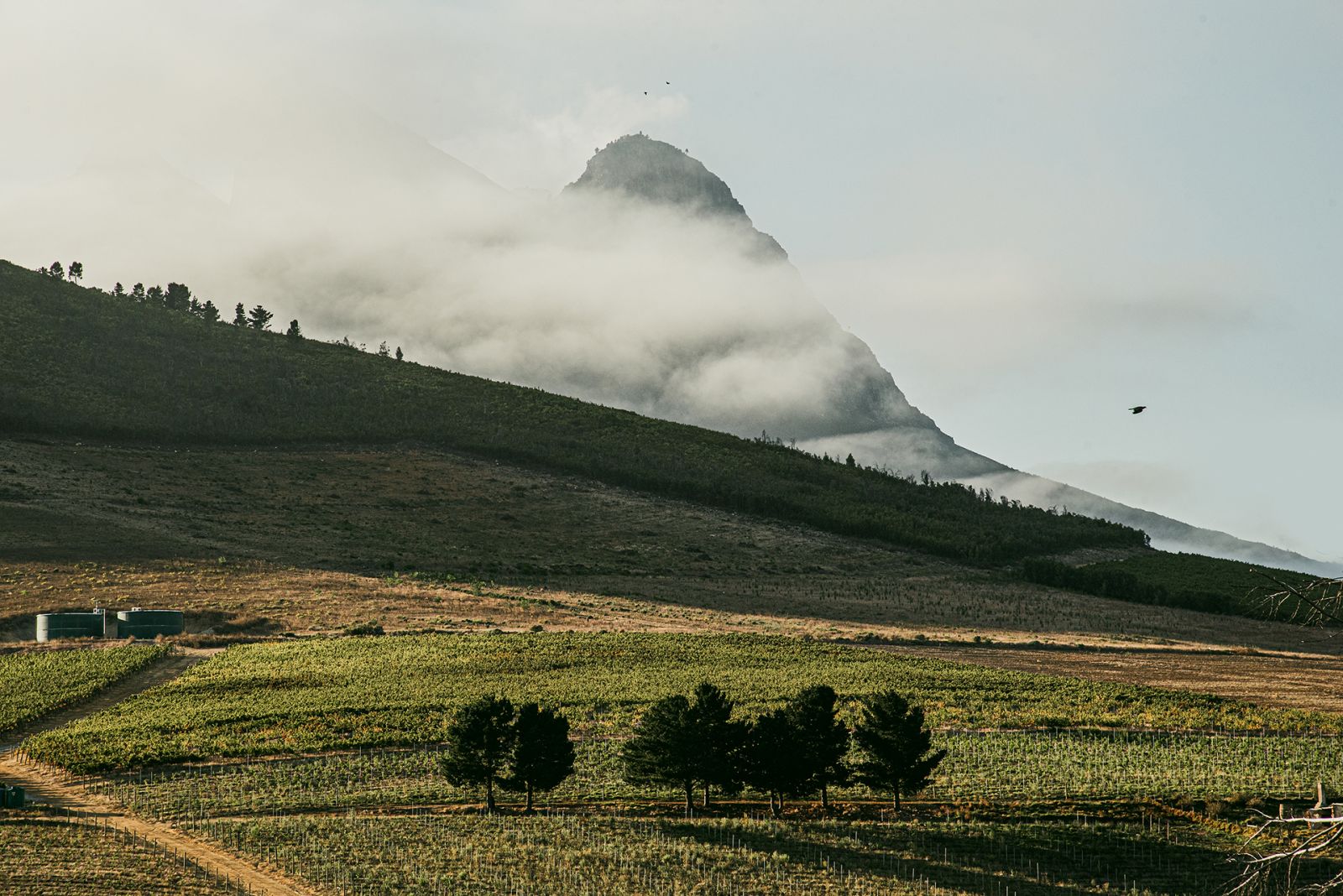 The Story Of Lievland Vineyards One Of South Africas Finest Wine