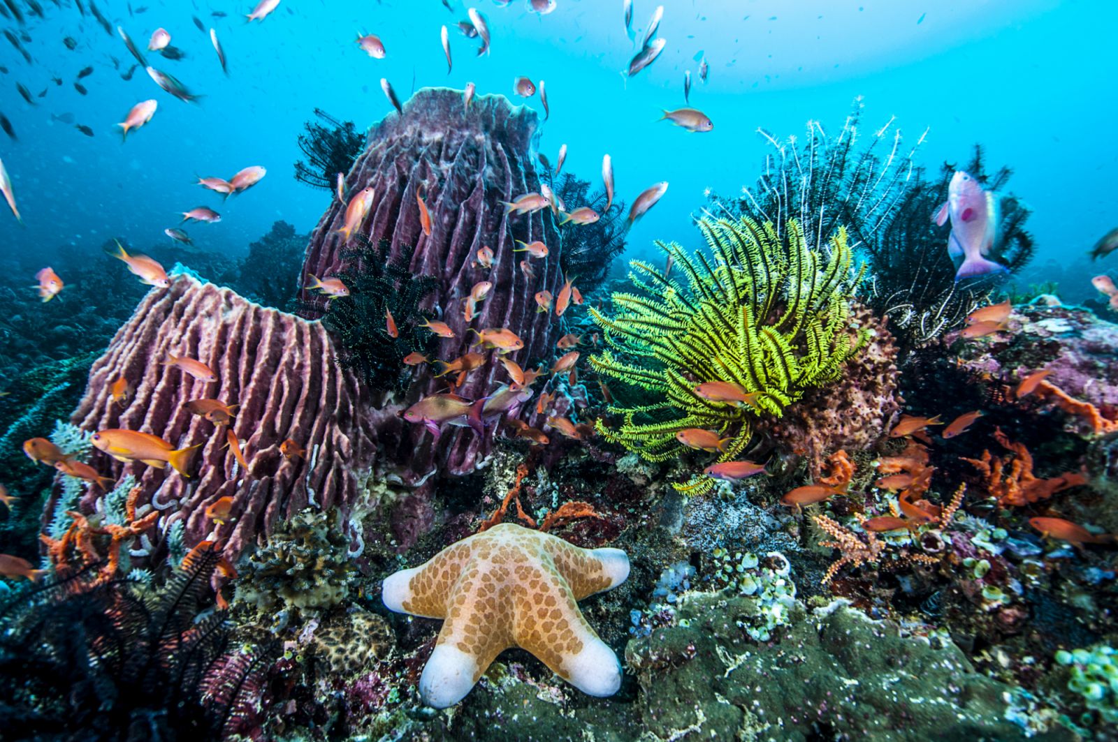 Why scuba diving should be your next hobby | Tatler Asia