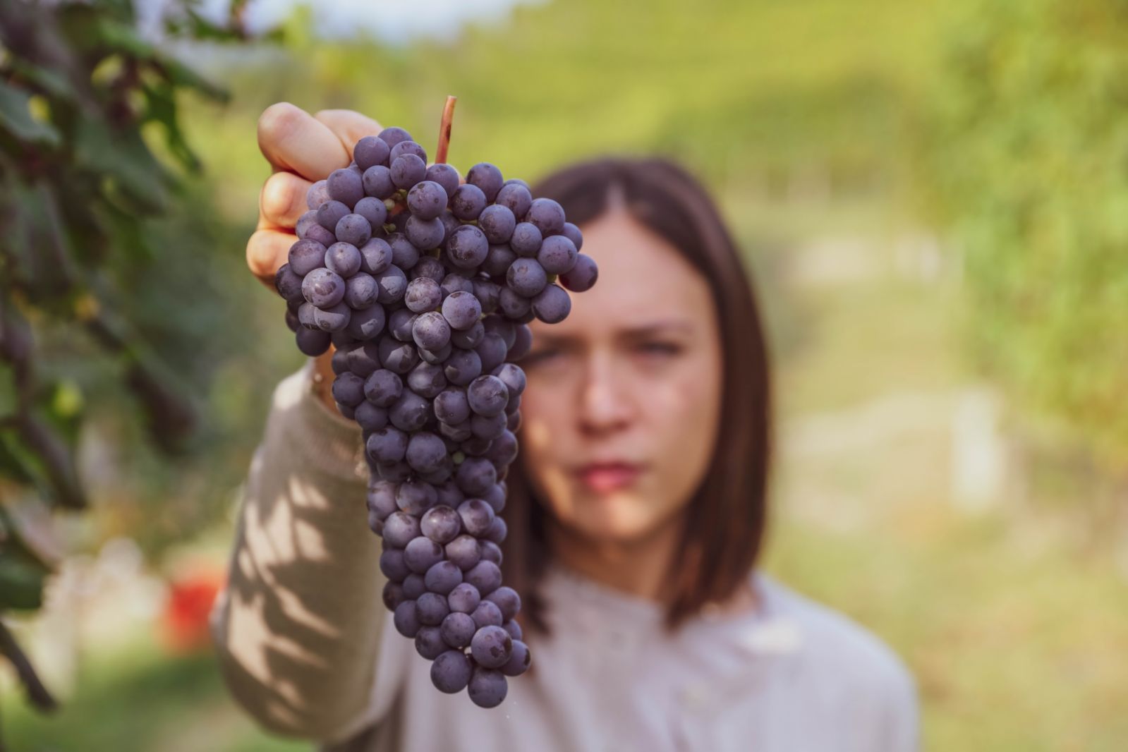 Federica Boffa on the future of the illustrious Pio Cesare winery ...