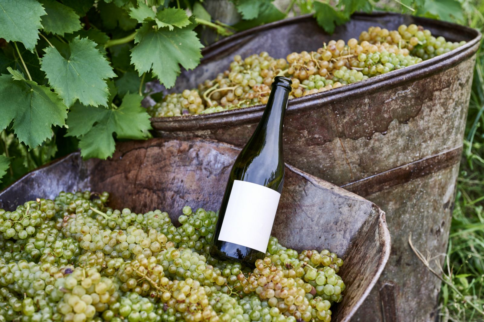 Eco-drinking: The difference between organic, biodynamic, and natural wines | Tatler Asia