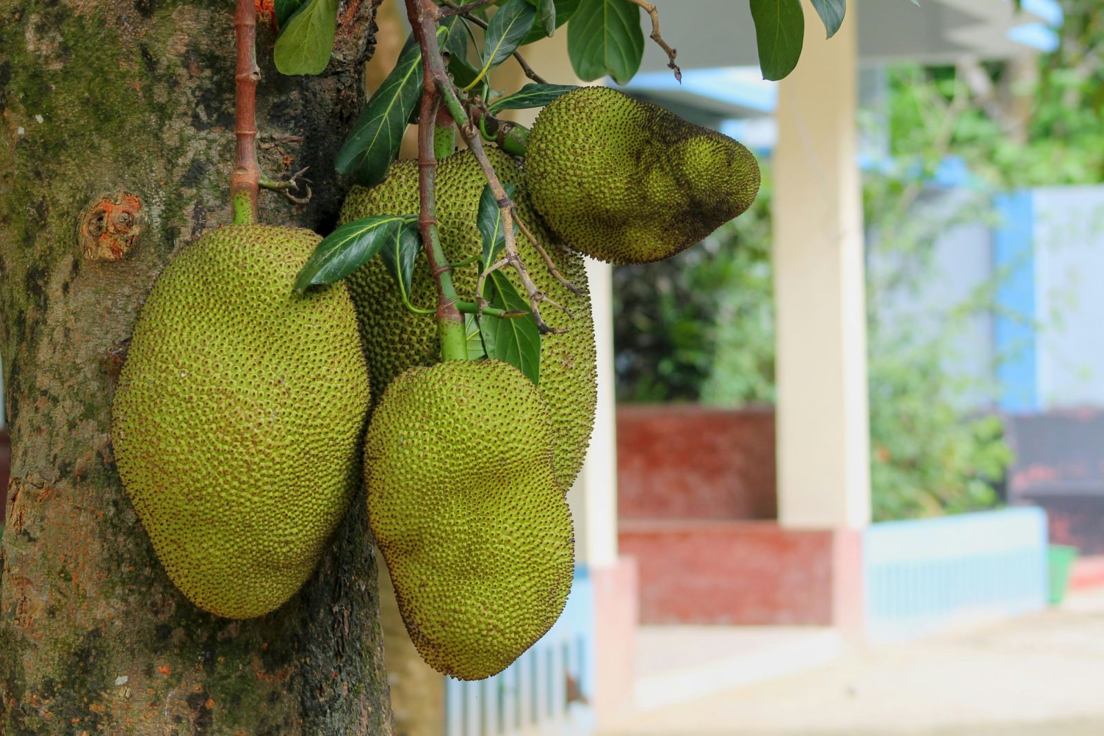 The differences between cempedak and jackfruit | Tatler Asia