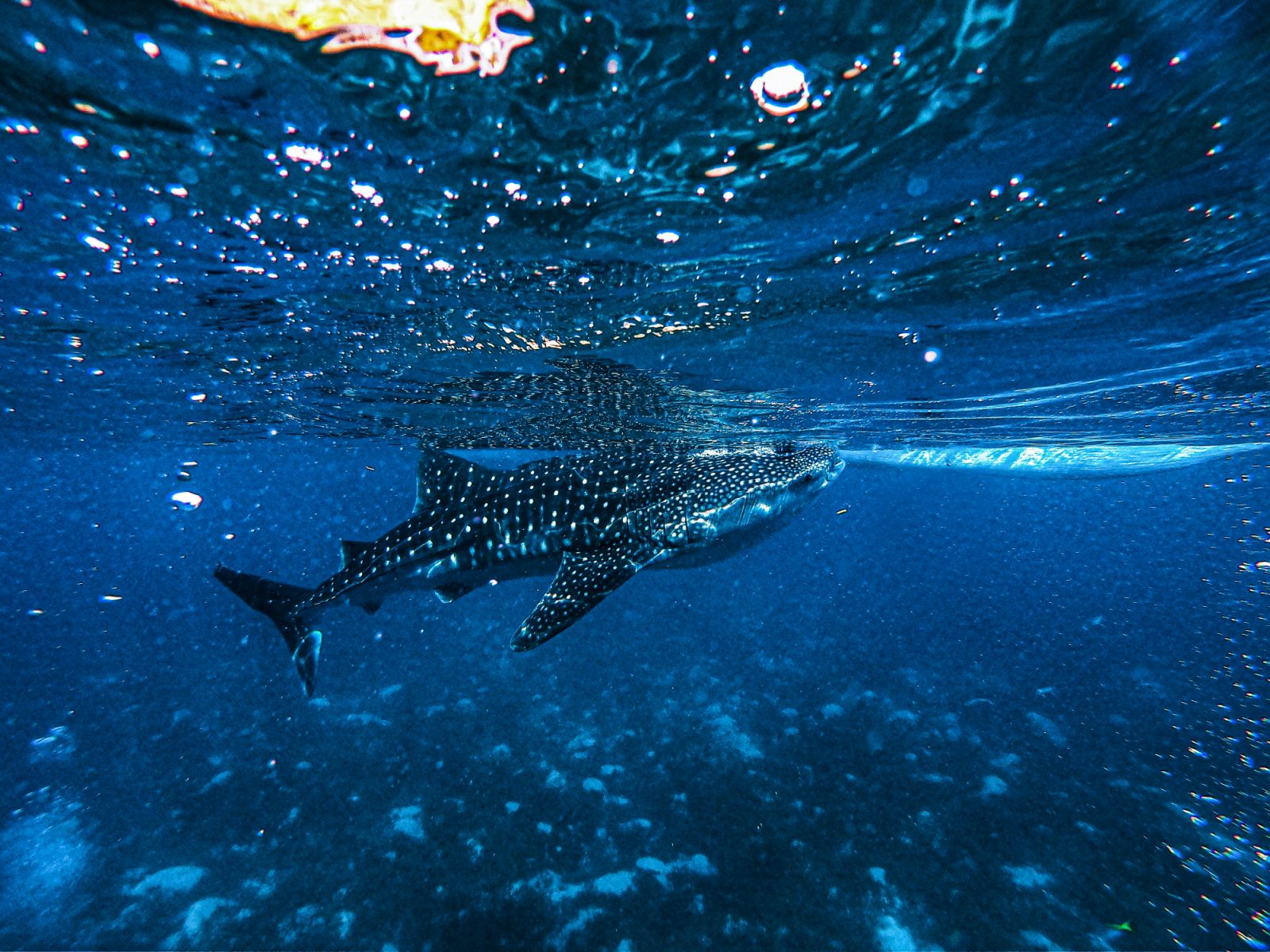 Cultural wanderer’s guide to Cebu: Where to go and what to eat | Tatler ...