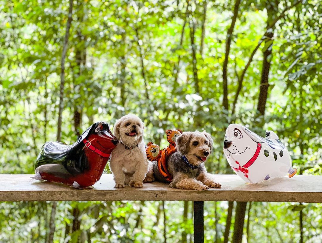 5 pet-friendly retreats less than 2 hours’ drive from Kuala Lumpur ...