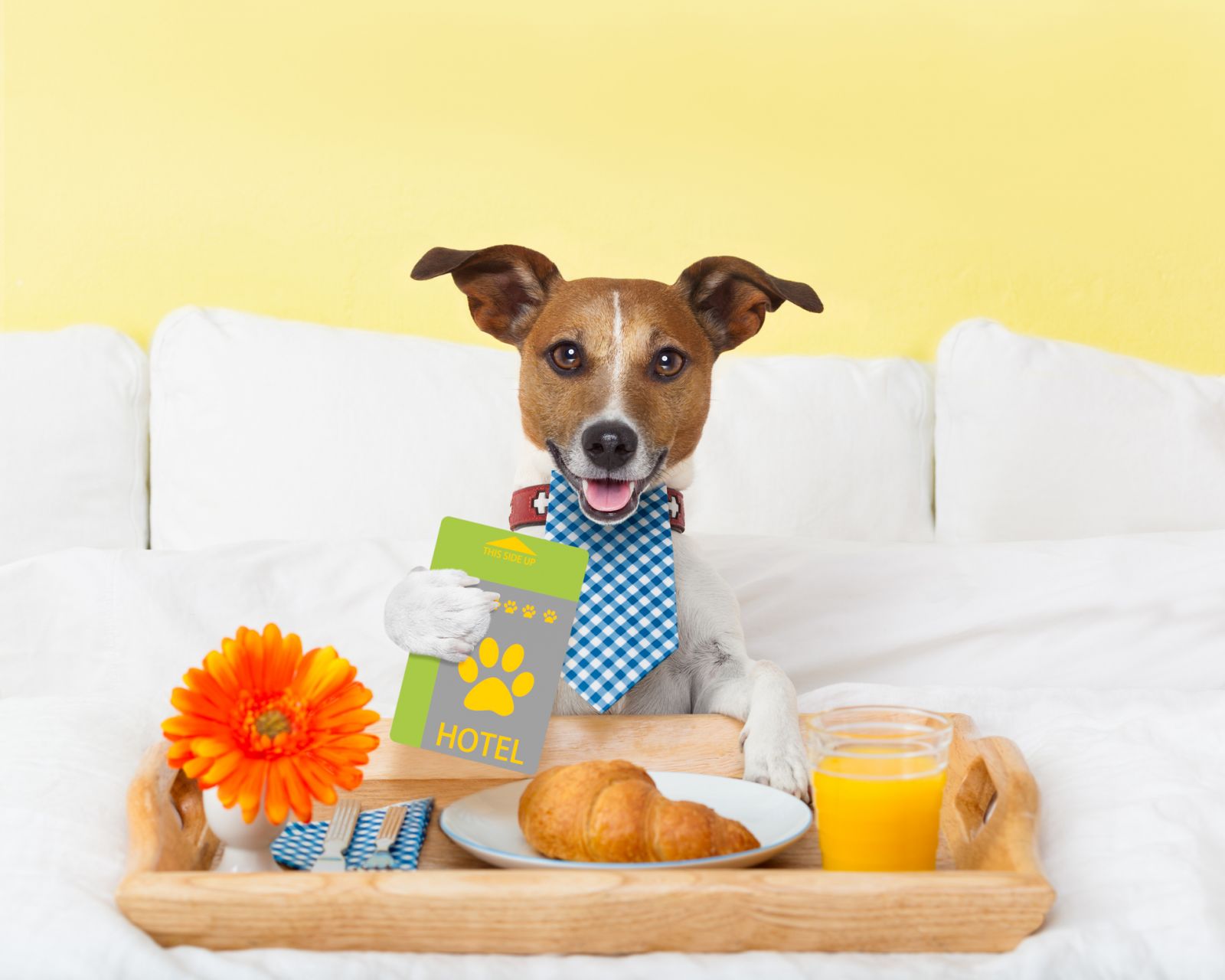 9 ways to pamper your pets: Aeternal Paws, Ollie Bowls, Fur Foods, and ...