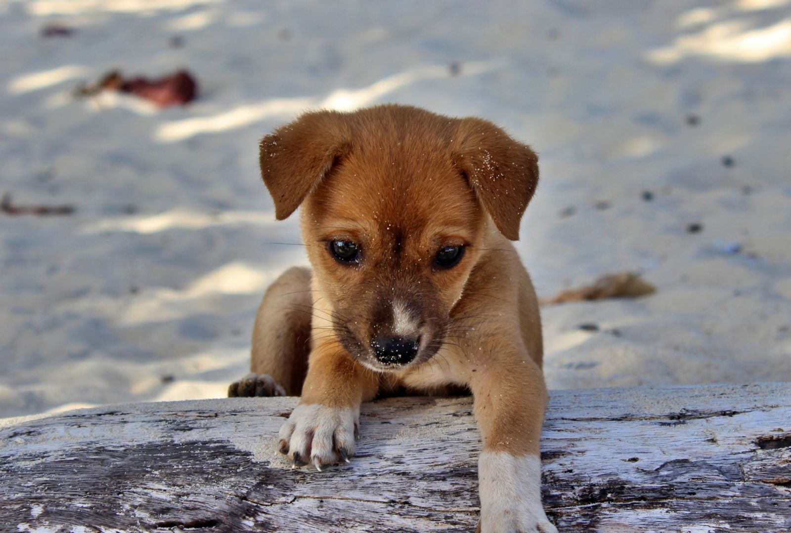 9 animal foundations you can donate to this Christmas 2024: Animal ...