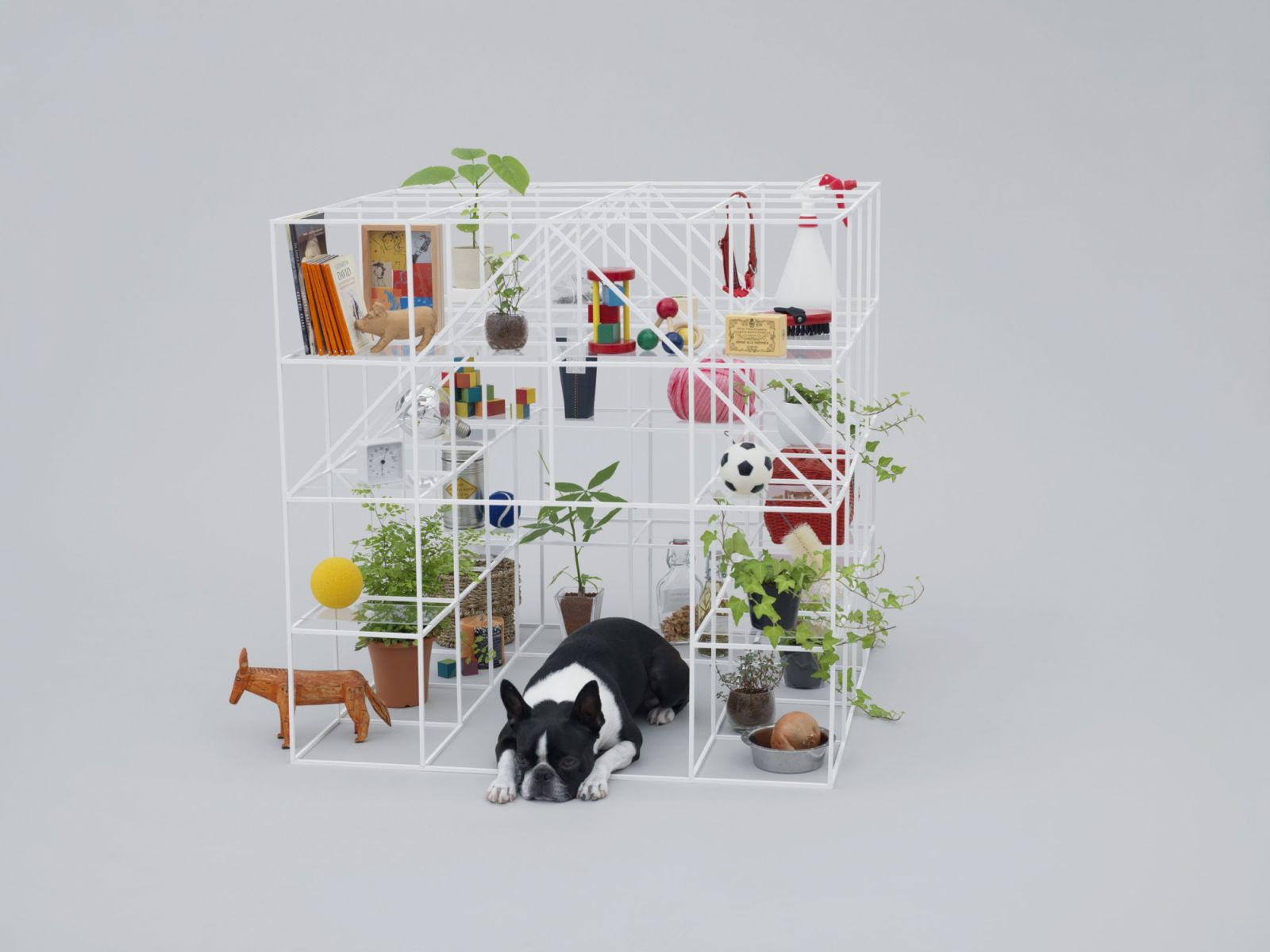 Architecture for Dogs: Innovative spaces reimagined for canine ...