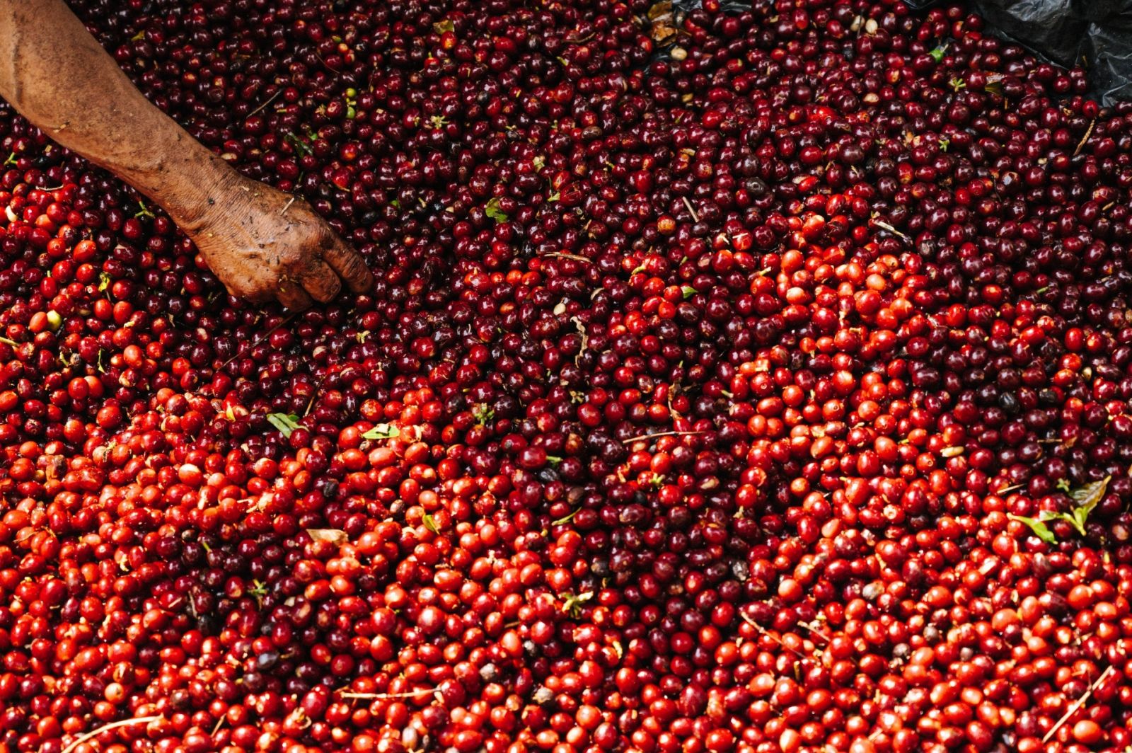 St. Ali Coffee brings Melbourne’s café culture to Manila | Tatler Asia