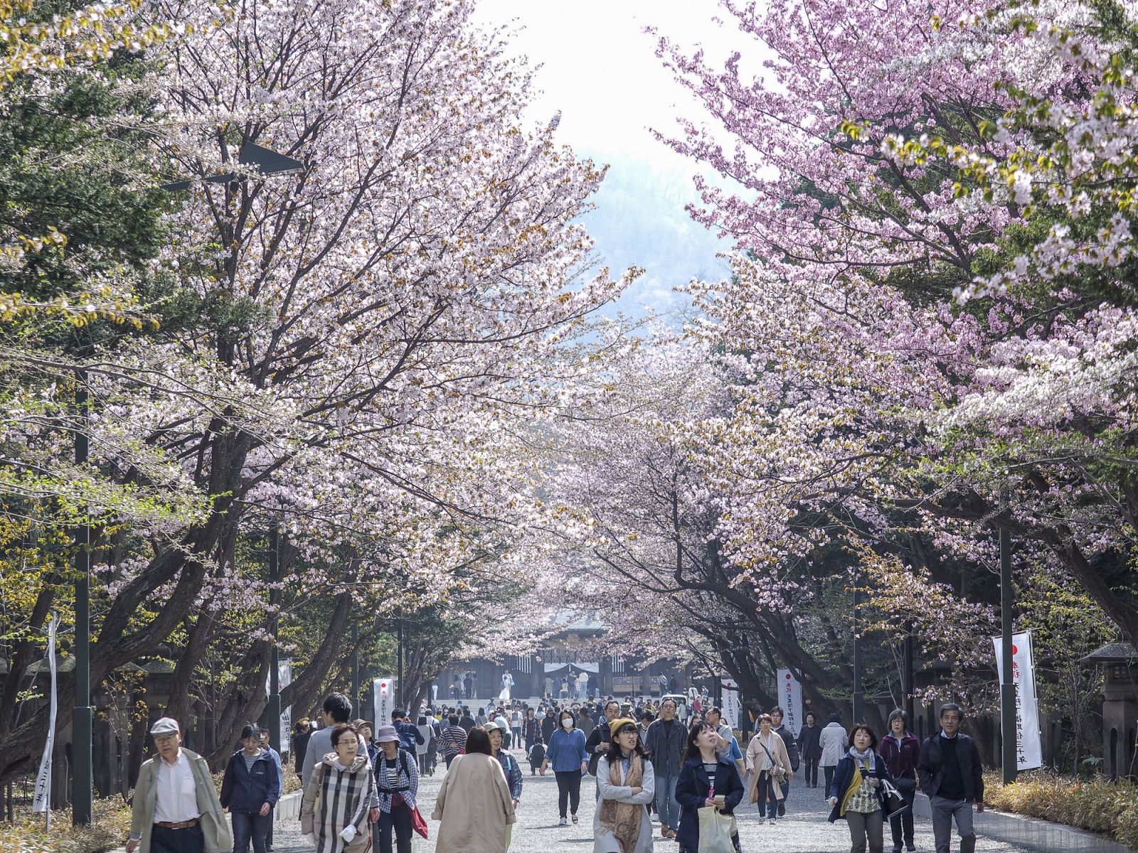 Popular spots to see cherry blossoms in Sapporo | Tatler Asia