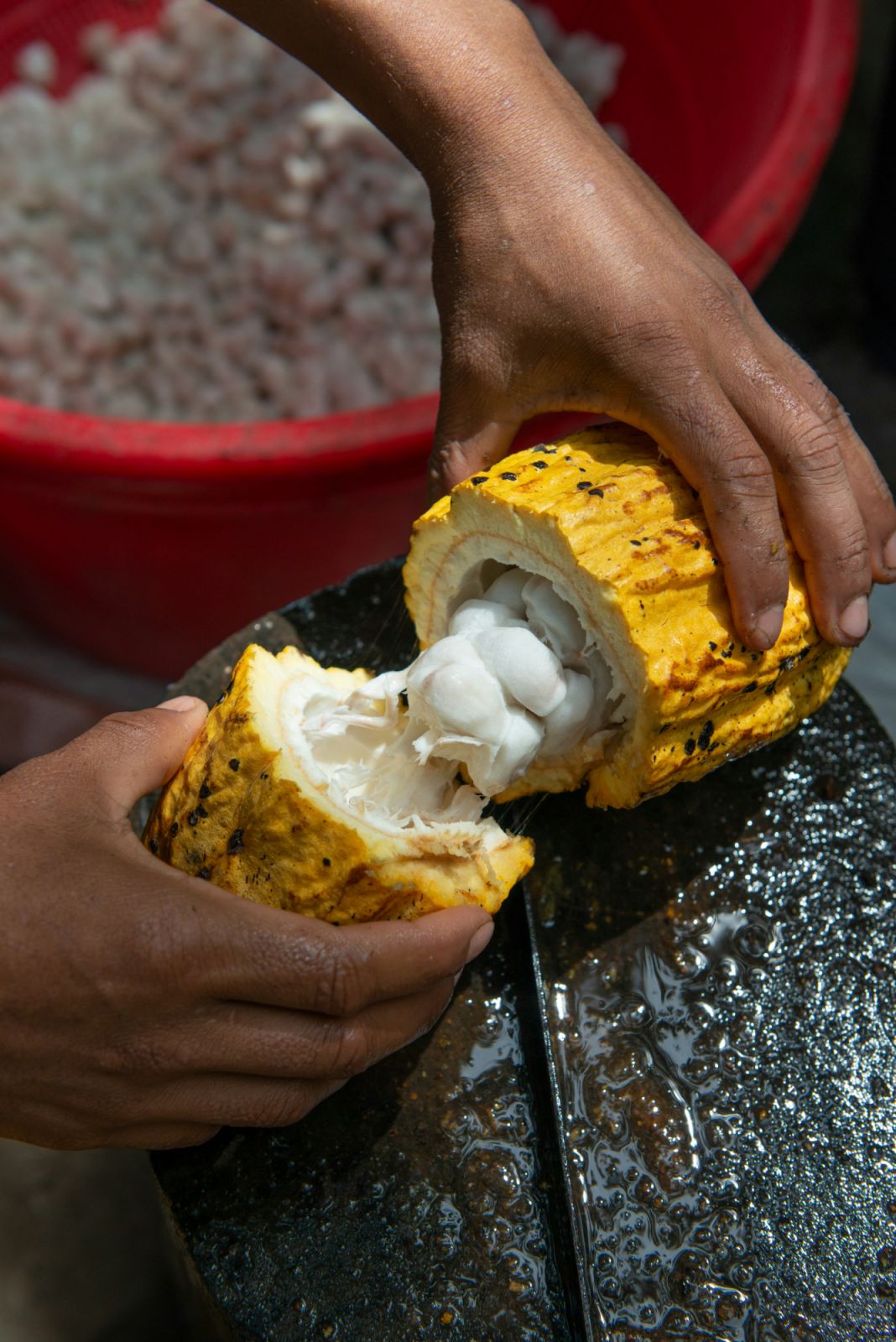 The global cacao shortage and its impact on the Philippines | Tatler Asia