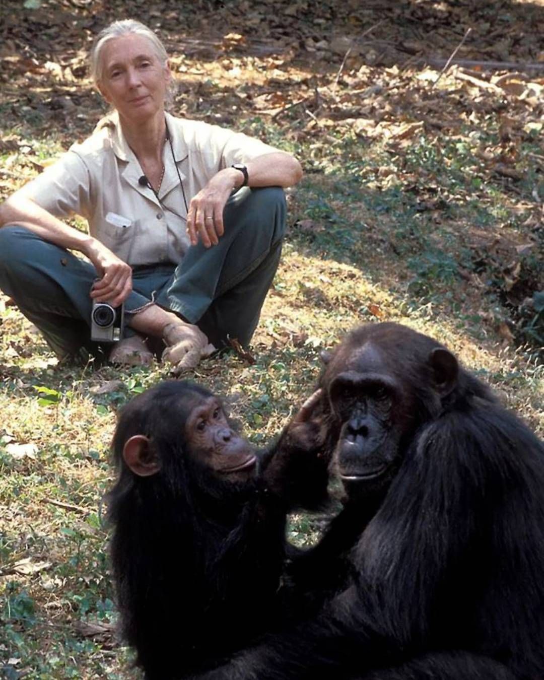 10 điểm chính từ bài giảng của Tiến sĩ Jane Goodall, Nhà nghiên cứu về ...