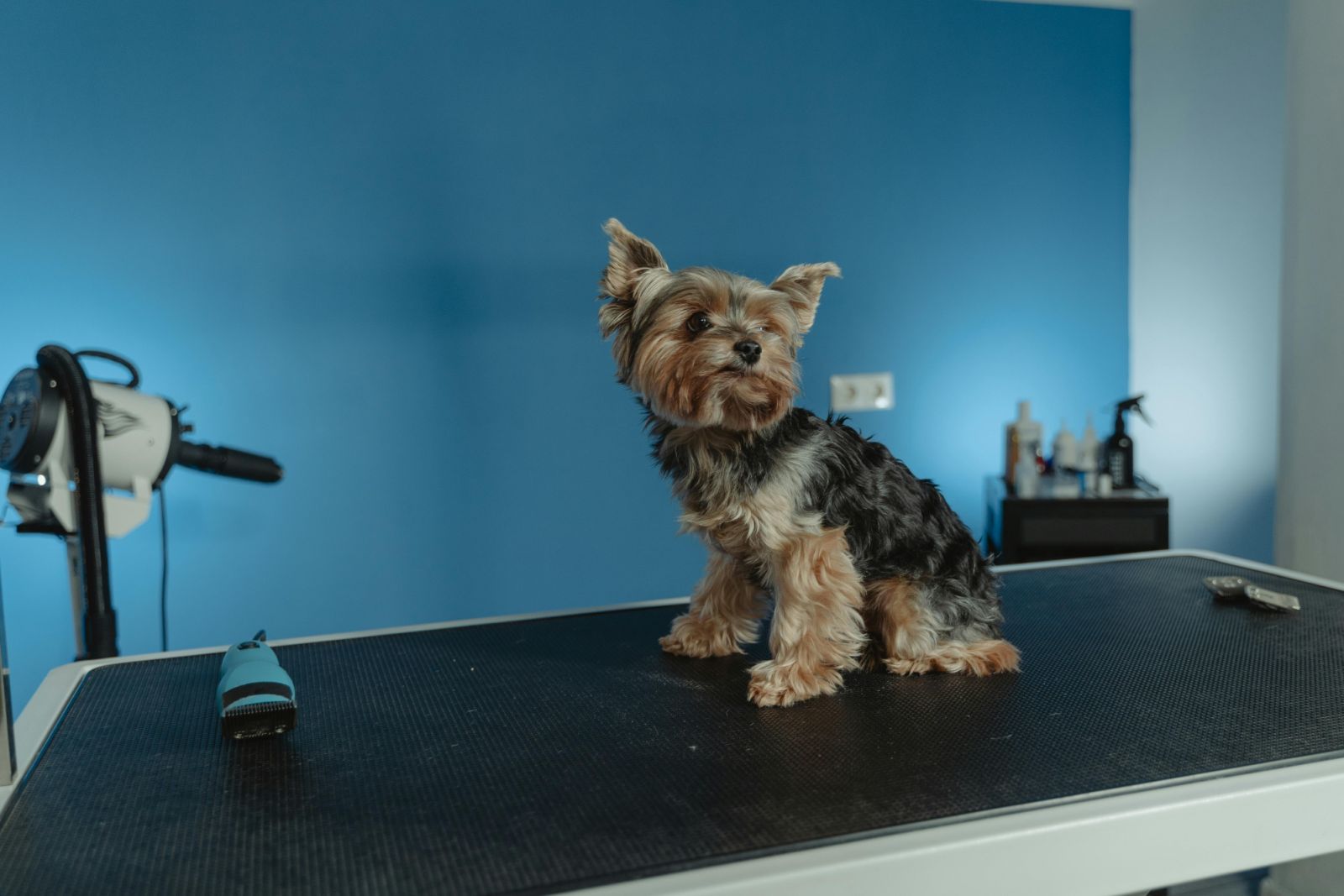 5 luxury pet salons in Metro Manila | Tatler Asia