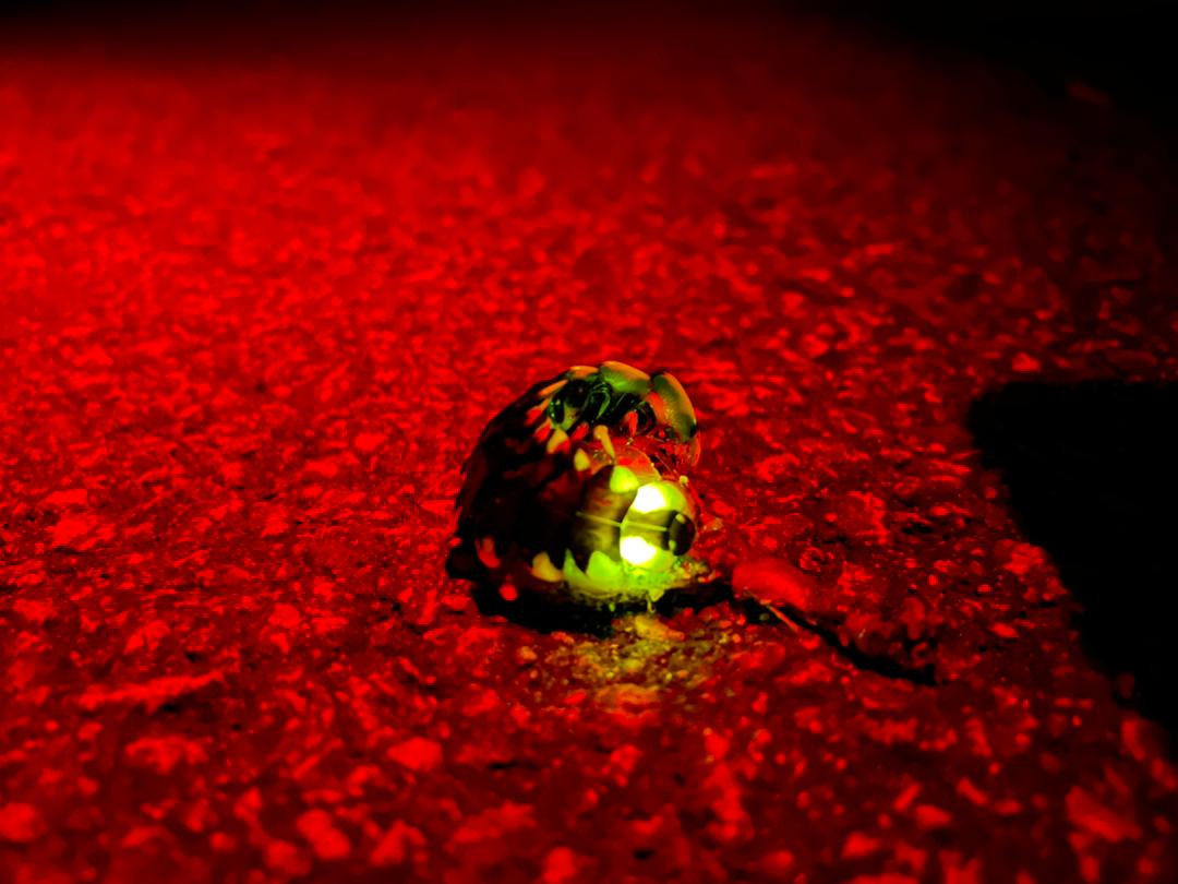 Help save the fireflies of Bukit Kiara | A rare species returns after ...