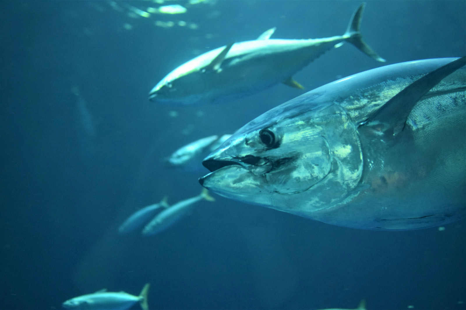 Japan’s record-breaking bluefin tuna: price, buyer, where to get it ...