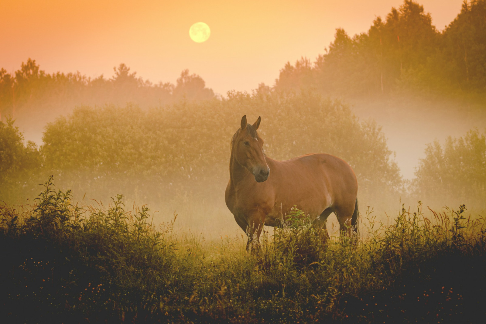 7 heartwarming horse fiction books to read on the Year of the Horse ...