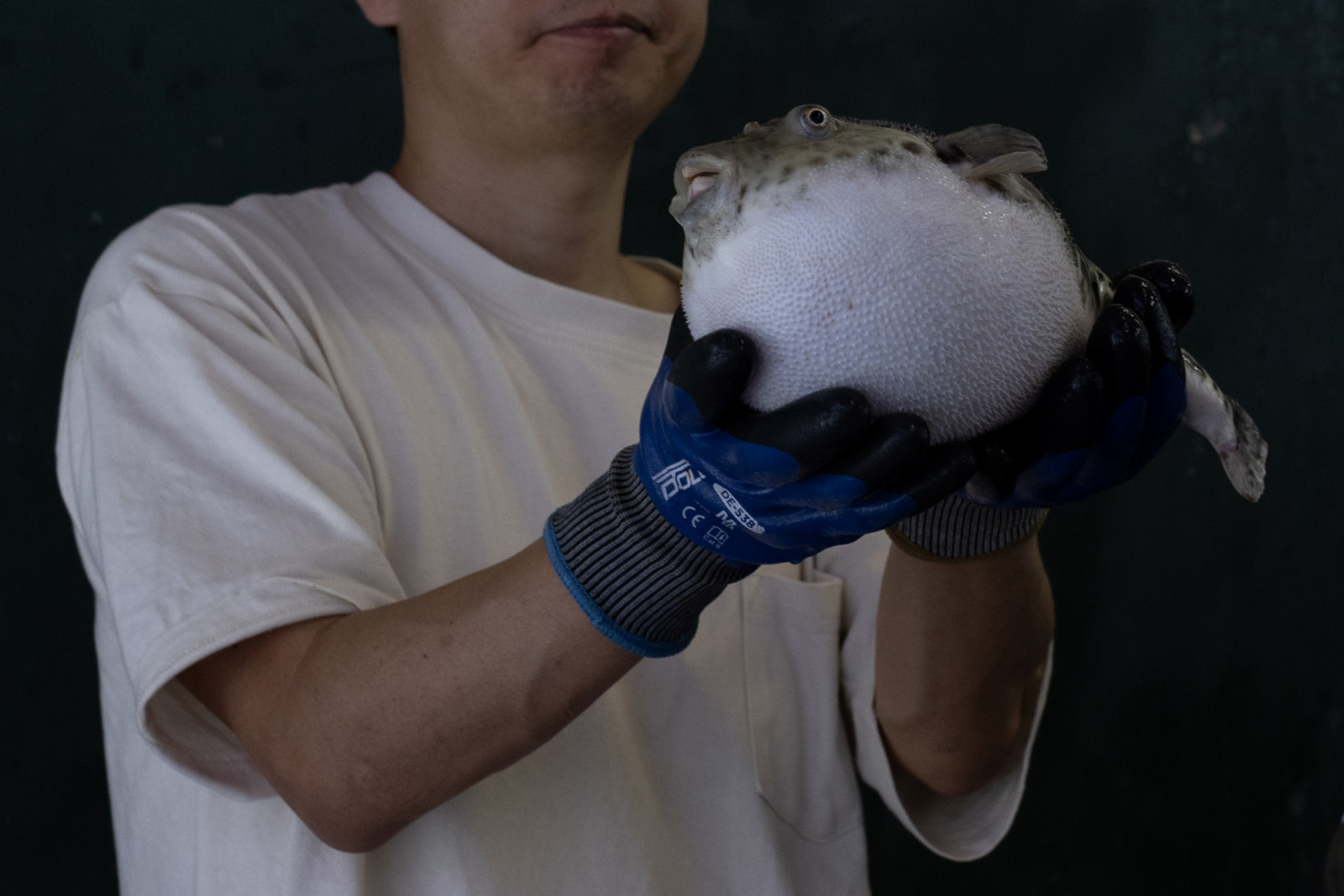 Fugu: the poisonous puffer fish that became a culinary delicacy—when ...